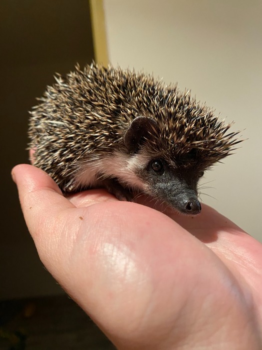 Samci :: Ježek v kleci